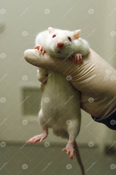 White Lab Rat in an Animal Testing Facility Stock Photo - Image of ...