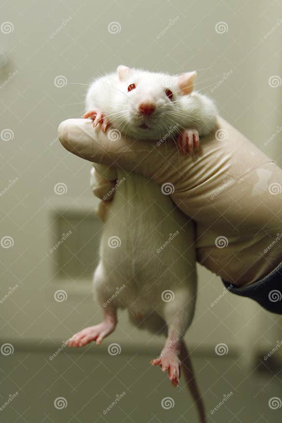 White Lab Rat in an Animal Testing Facility Stock Photo - Image of ...