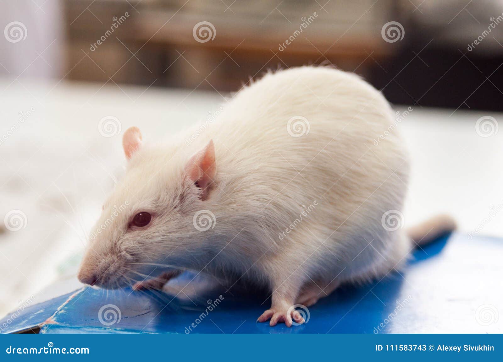 White Lab Rat on White Background Stock Image - Image of biology ...