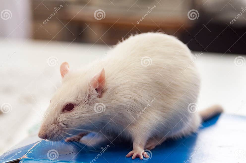White Lab Rat on White Background Stock Image - Image of biology ...