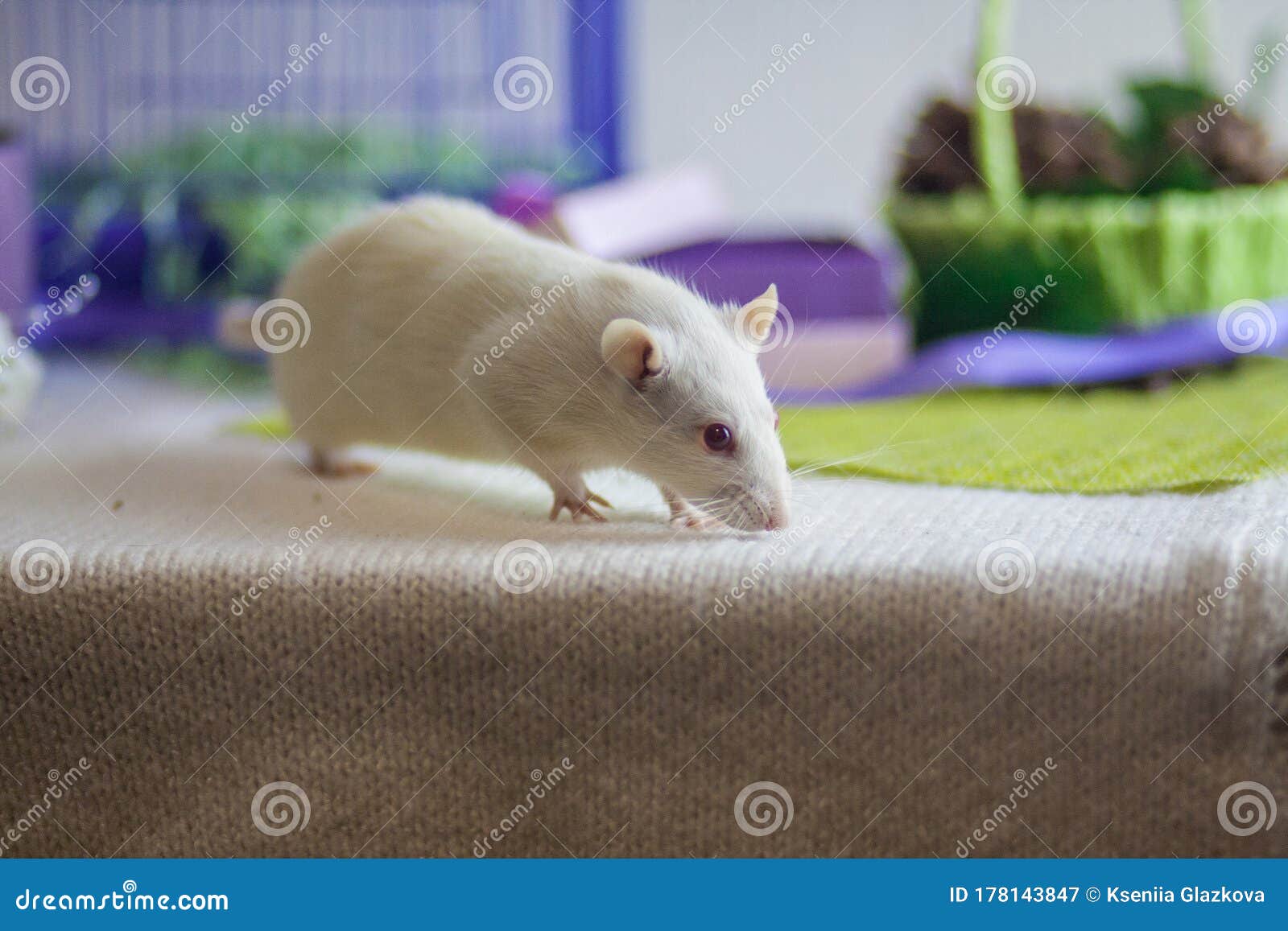 White Lab Rat Running Around Stock Image - Image of nimble, laboratory ...