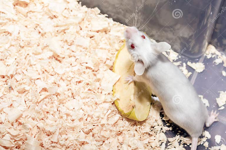 White Laboratory Albino Mouse Sitting in a Plastic Lab Container Stock ...