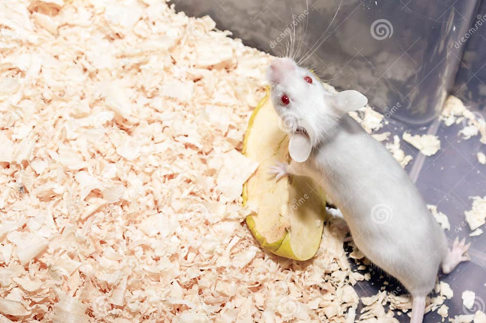 White Laboratory Albino Mouse Sitting in a Plastic Lab Container Stock ...