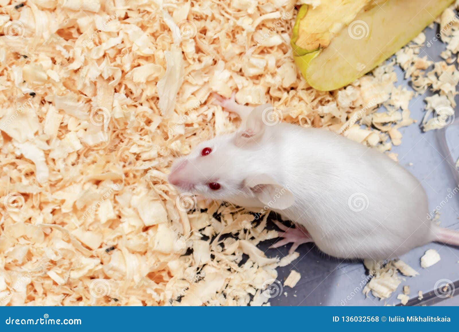 White Laboratory Albino Mouse Sitting in a Plastic Lab Container Stock ...