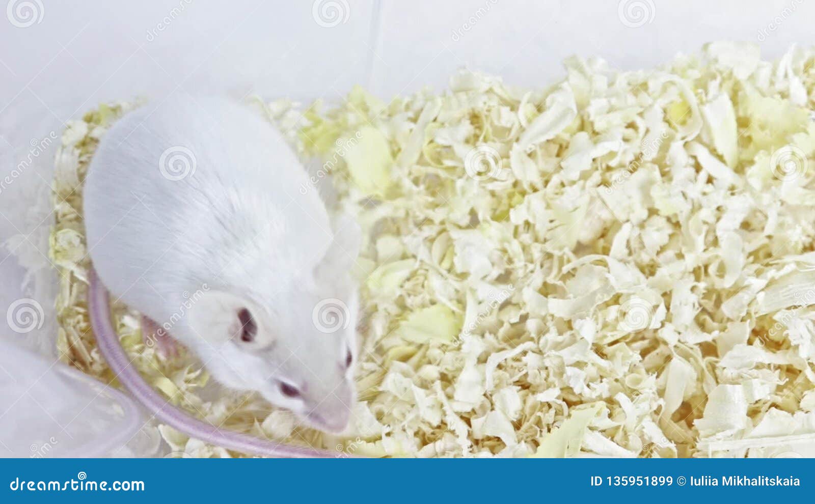 White Laboratory Albino Mouse Sitting in a Plastic Lab Container and ...