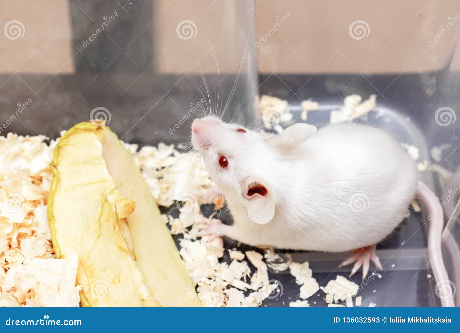 White Laboratory Albino Mouse Sitting in a Plastic Lab Container Stock ...