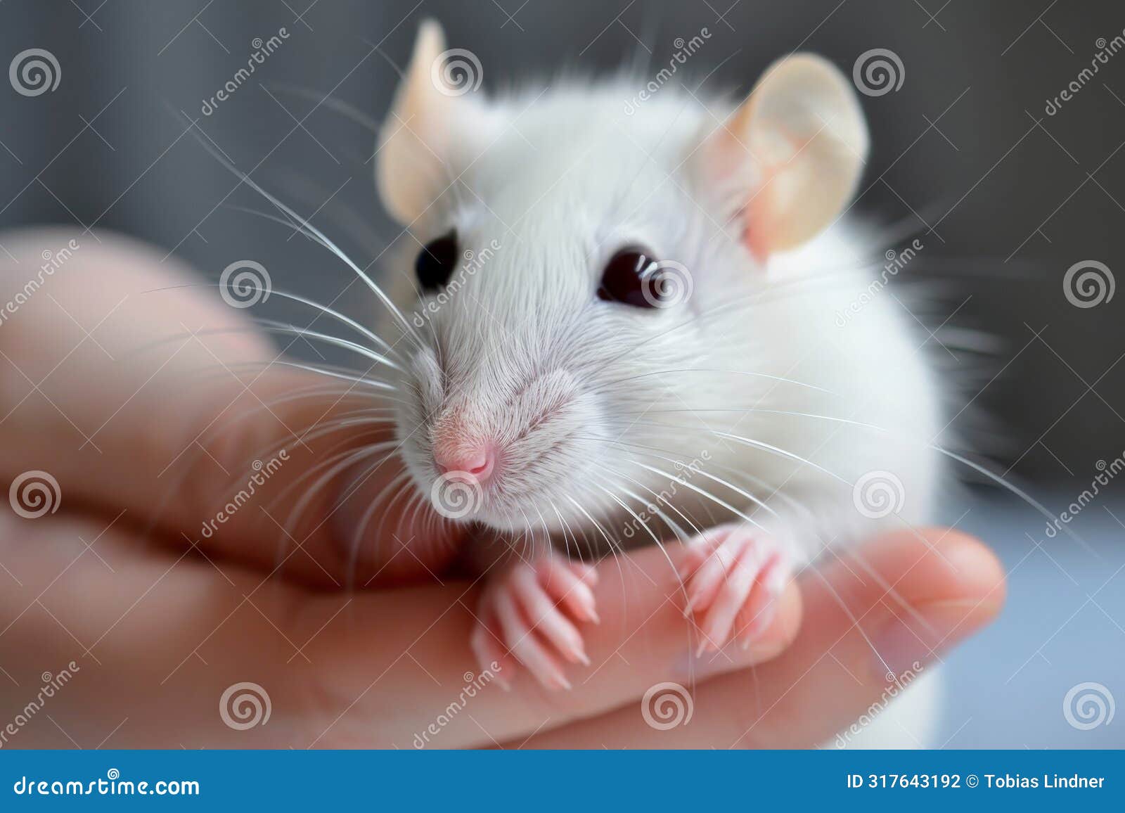 White Laboratory Mouse on the Hand of a Person Stock Illustration ...