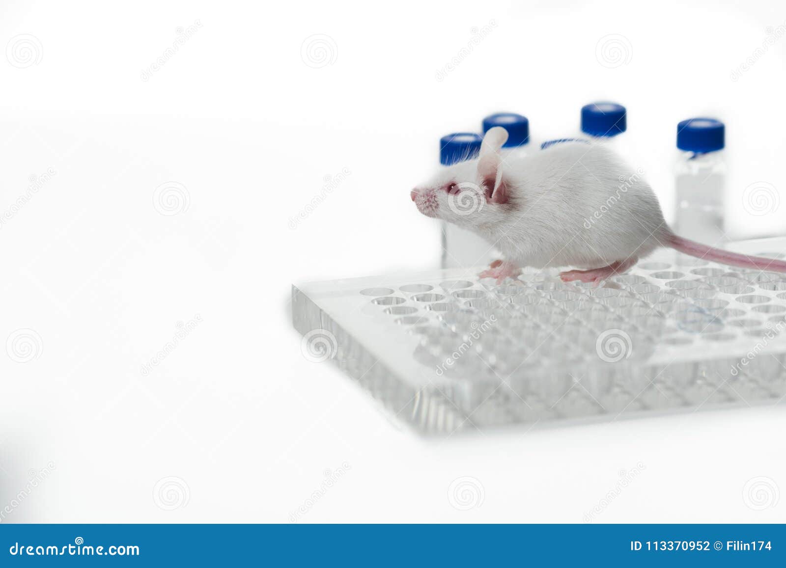 A White Laboratory Mouse with an Immunological Plate and Vials. Stock ...