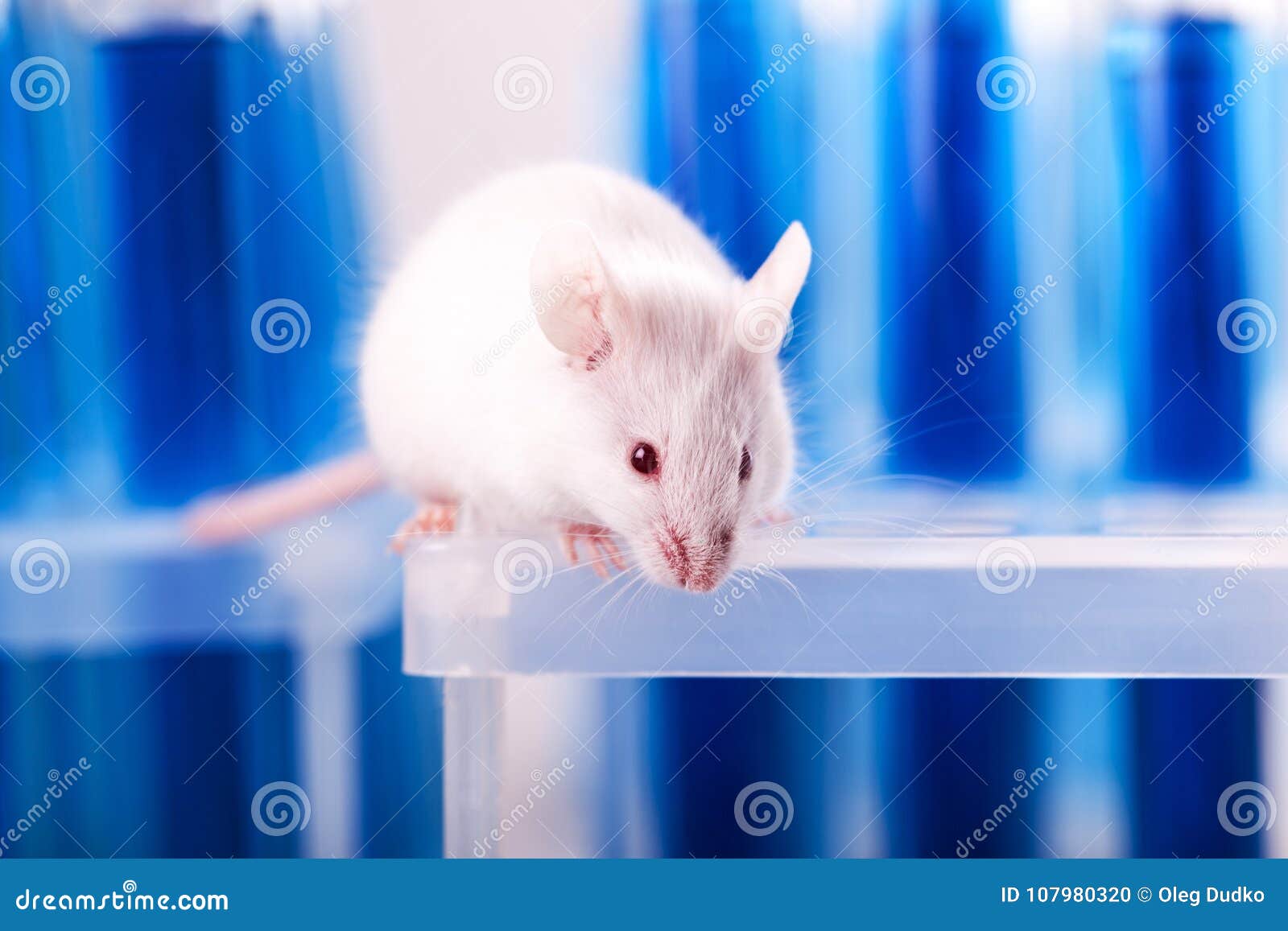 928 Lab Rat White Background Stock Photos - Free & Royalty-Free Stock ...