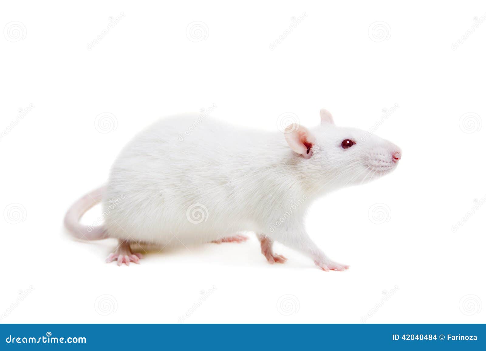 White Lab Rat The Curious History Of The Lab Rat
