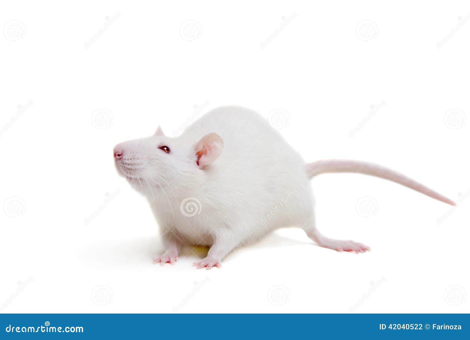 White Laboratory Rat on White Stock Photo - Image of hairy, rodent ...