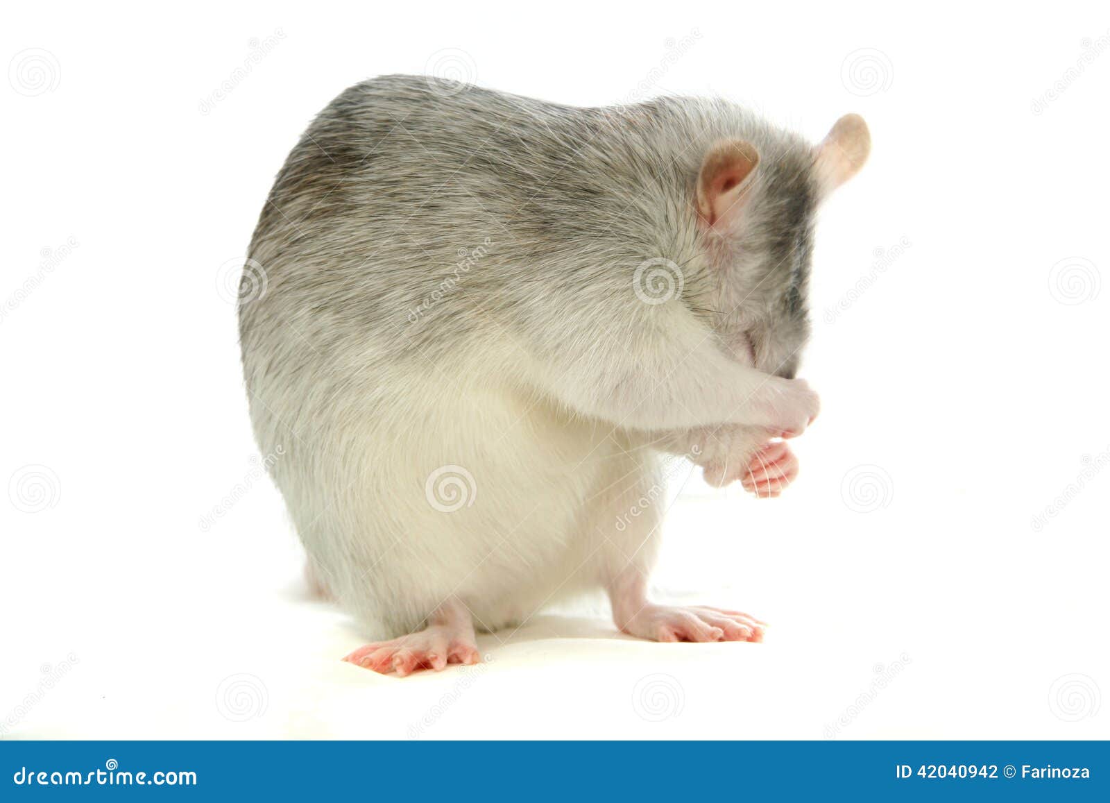 White Laboratory Rat on White Stock Photo - Image of studio, genetic ...
