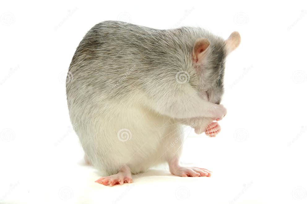White Laboratory Rat on White Stock Photo - Image of studio, genetic ...