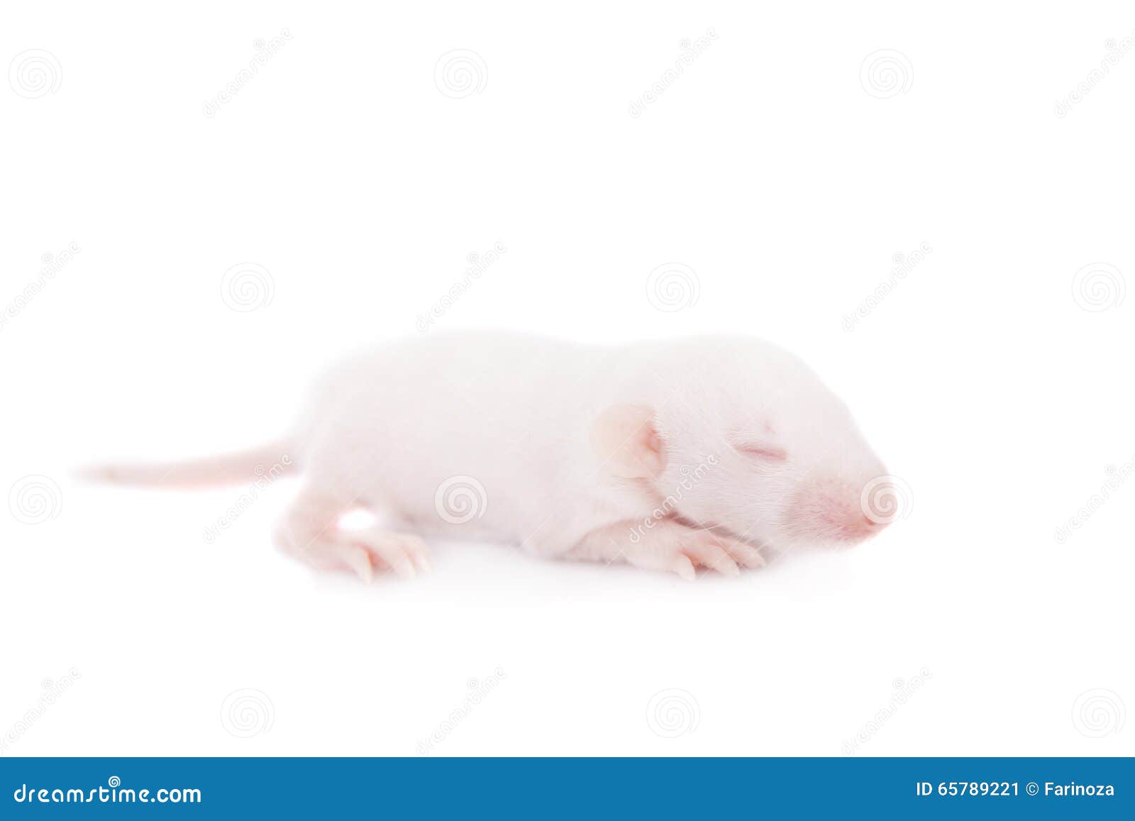 White Laboratory Rat on White Stock Image - Image of gene, experiment ...
