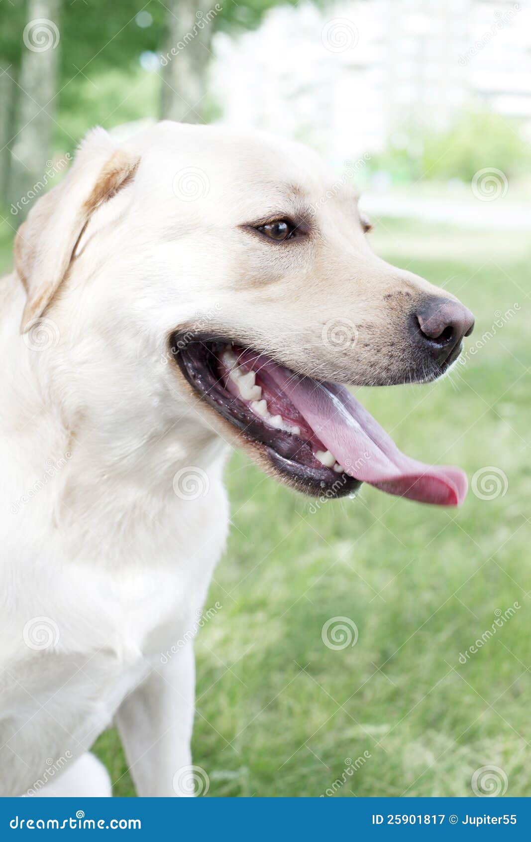 White Labrador stock image. Image of breed, pure, retriever - 25901817