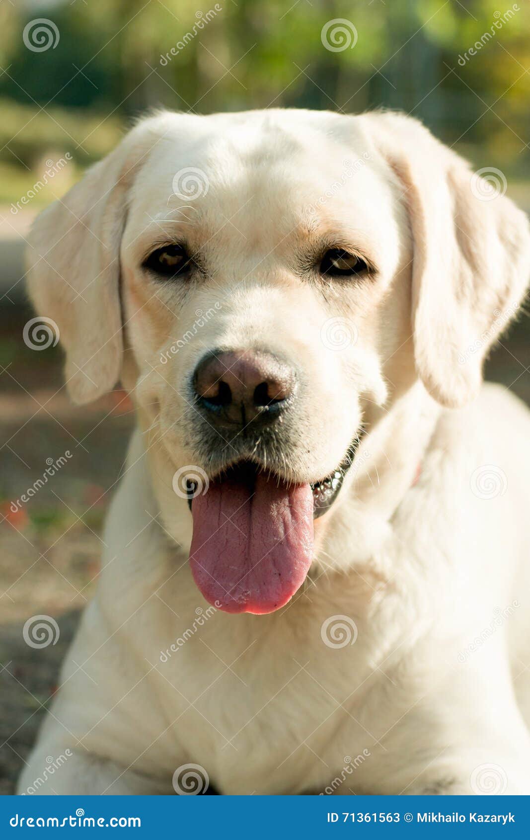 White labrador dog head stock image. Image of purebred - 71361563