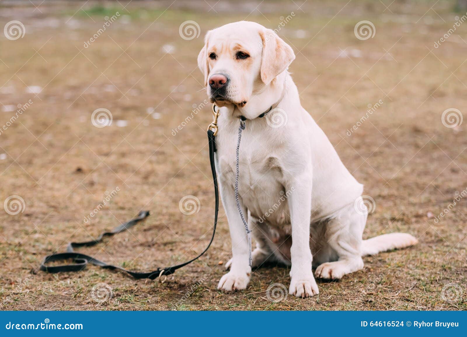 White Labrador Dog Sit on Ground during Training Stock Photo - Image of ...