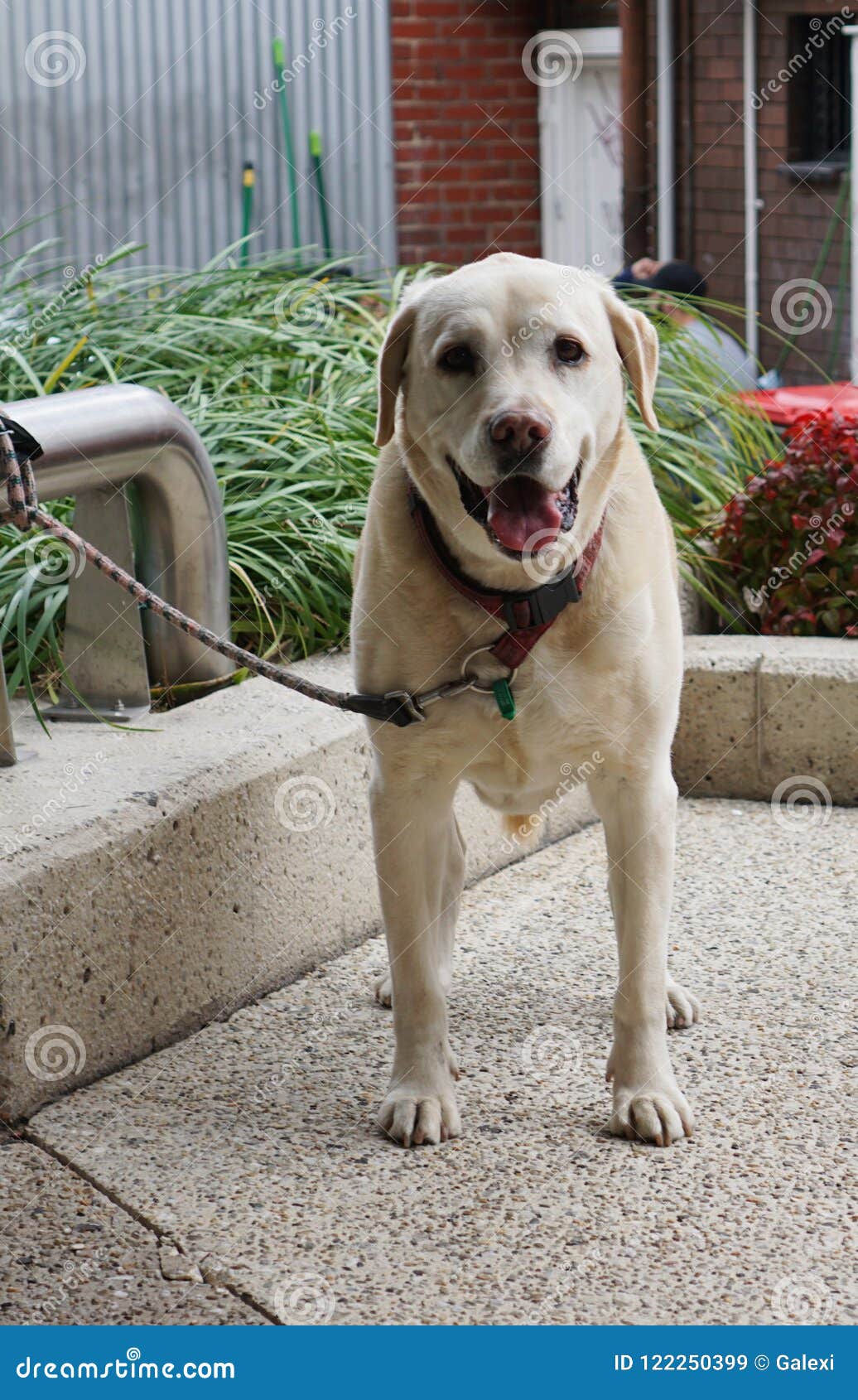 White Labrador Dog Standing Looking at Camera Stock Image - Image of ...