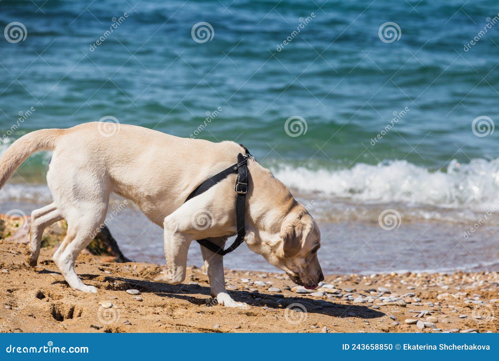 A White Labrador in a Harness is Looking for Something in the Sand on ...