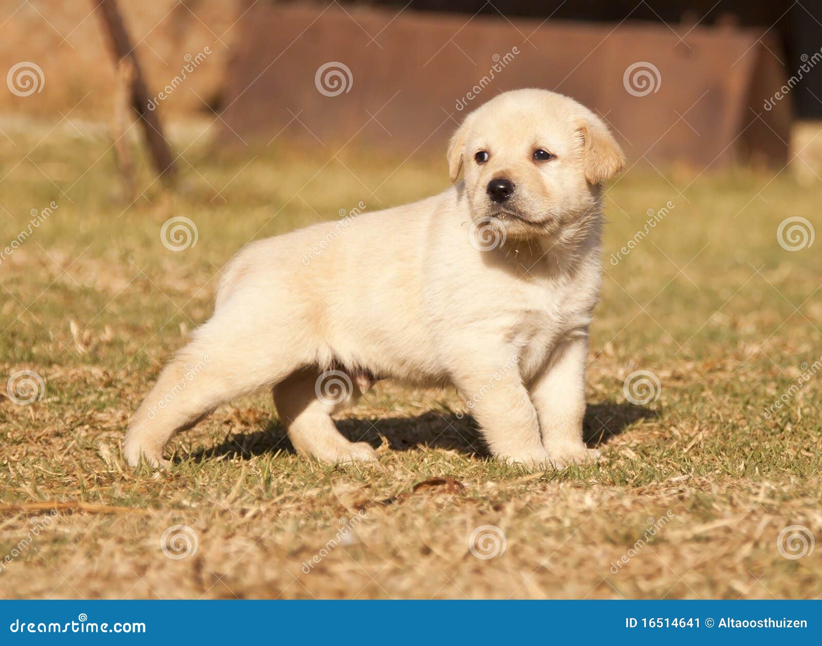 White Labrador Puppy Stands on Grass Stock Image - Image of canine ...