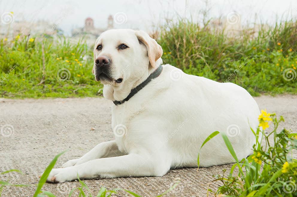 White Labrador Retriever Dog Stock Image - Image of pedigreed, puppy ...