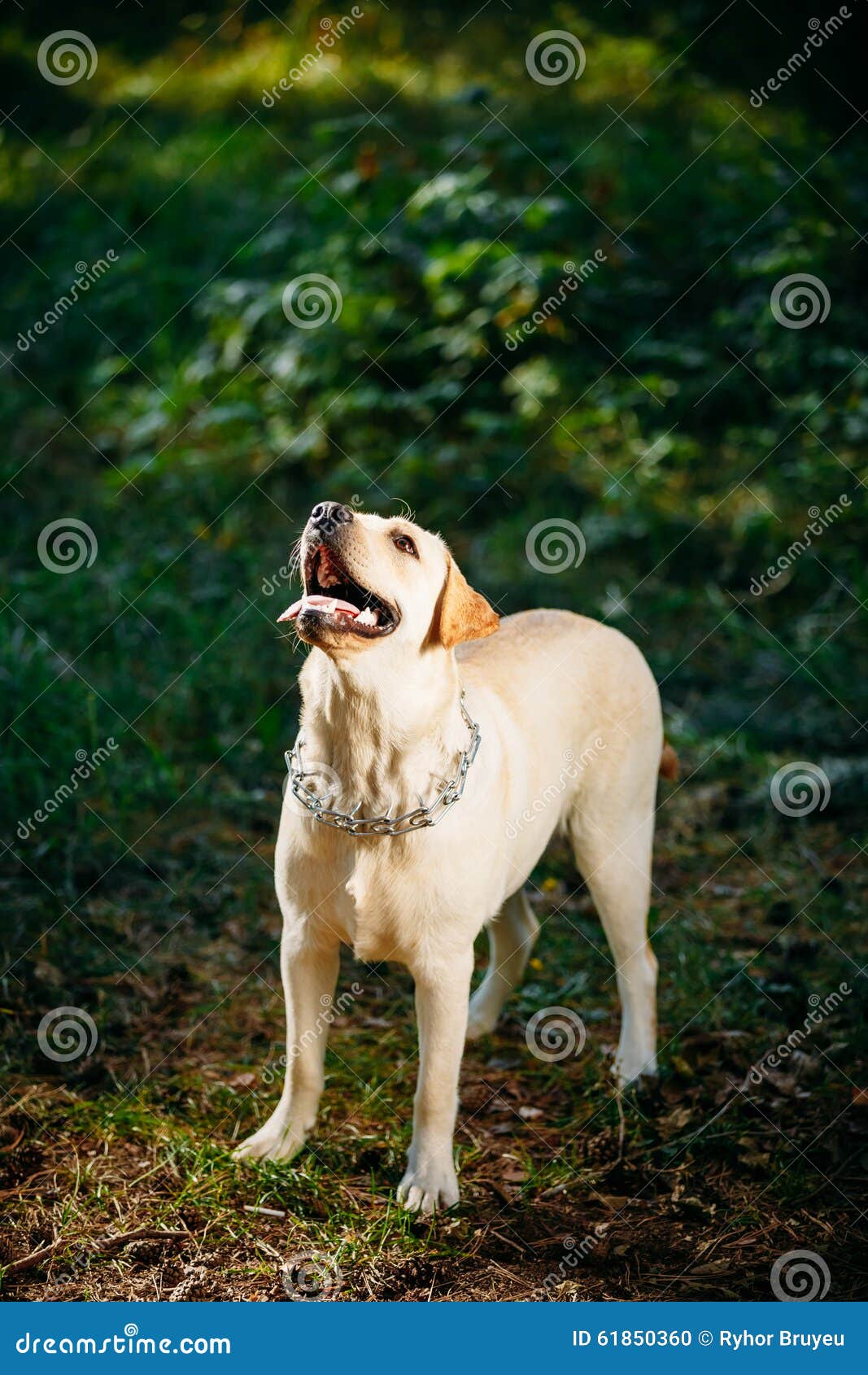 White Labrador Retriever Dog Looking Up, Forest Stock Photo - Image of ...