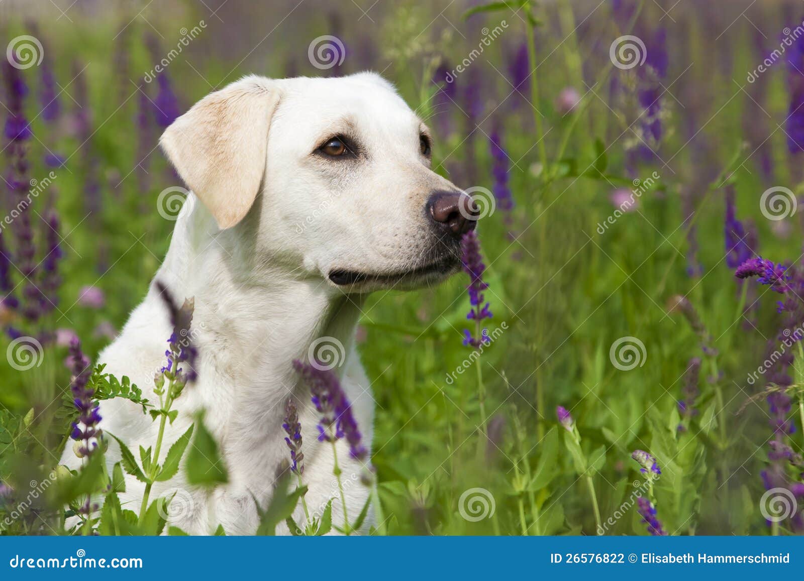 White Labrador Retriever Female Stock Photo - Image of animal, closeup ...