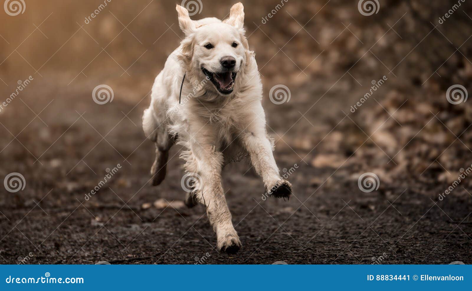 White labrador stock image. Image of speed, orange, forest - 88834441