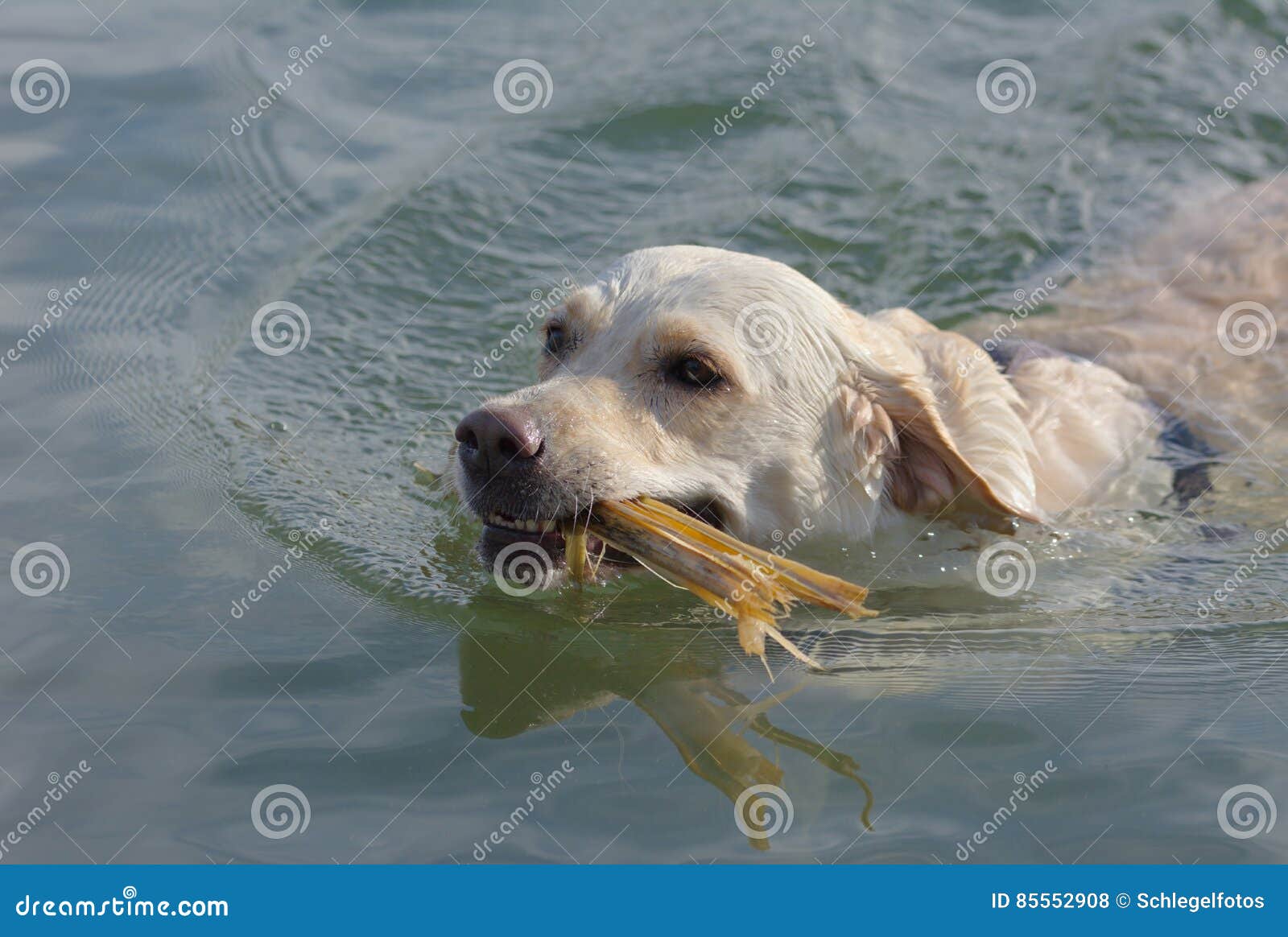 White Labrador Swimming Water Stock Photo - Image of pool, swimming ...