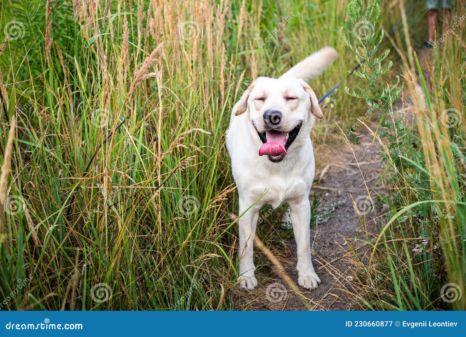 A White Labrador Walking with Its Owner on a Leash, in a Summer Field ...