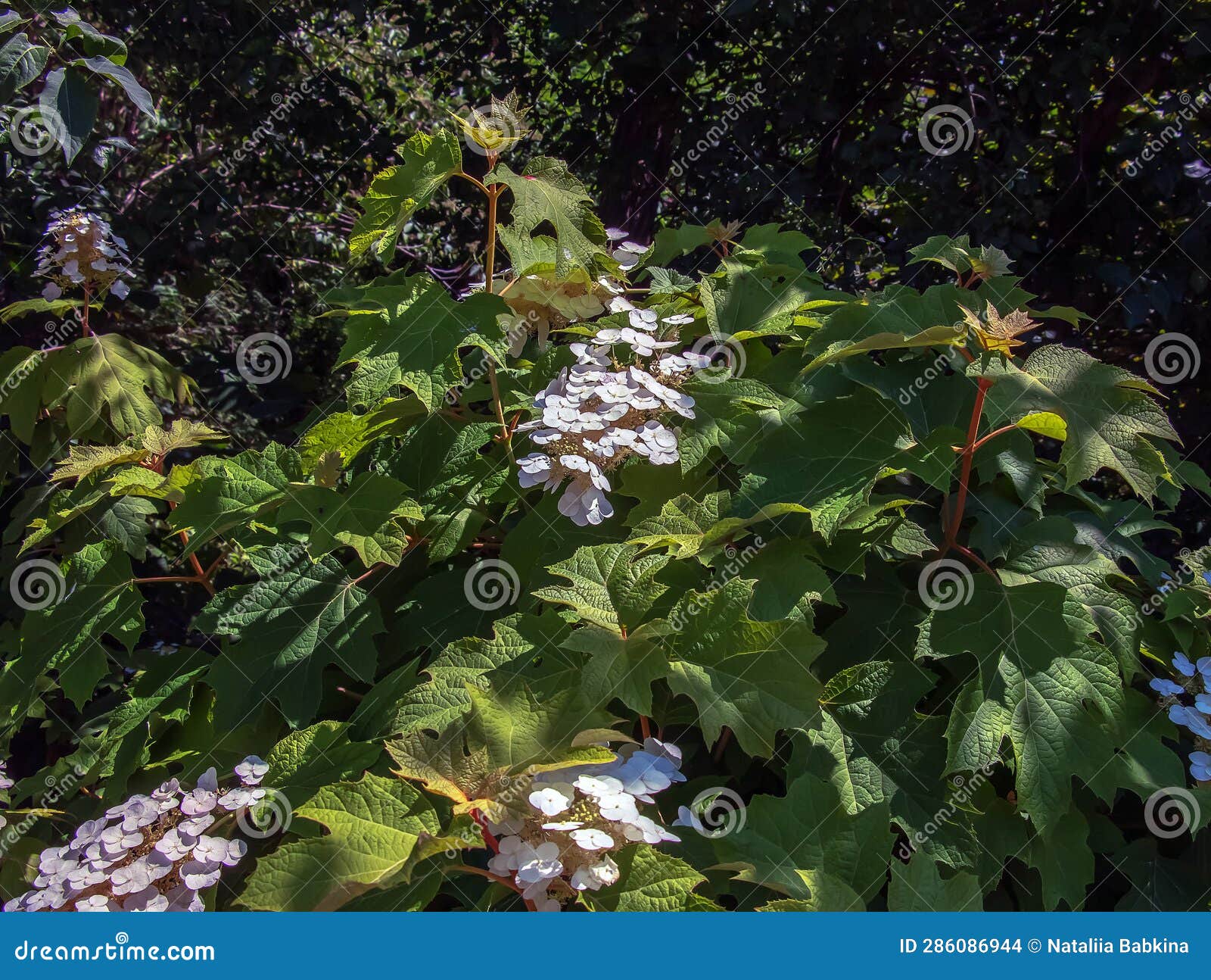 White Lace Cap Hydrangea Quercifolia in Bloom in the Summer Months ...