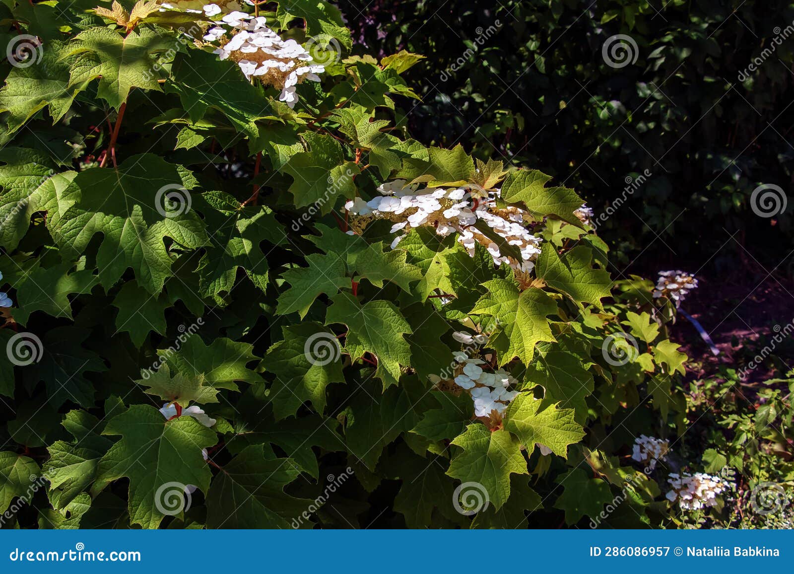 White Lace Cap Hydrangea Quercifolia in Bloom in the Summer Months ...