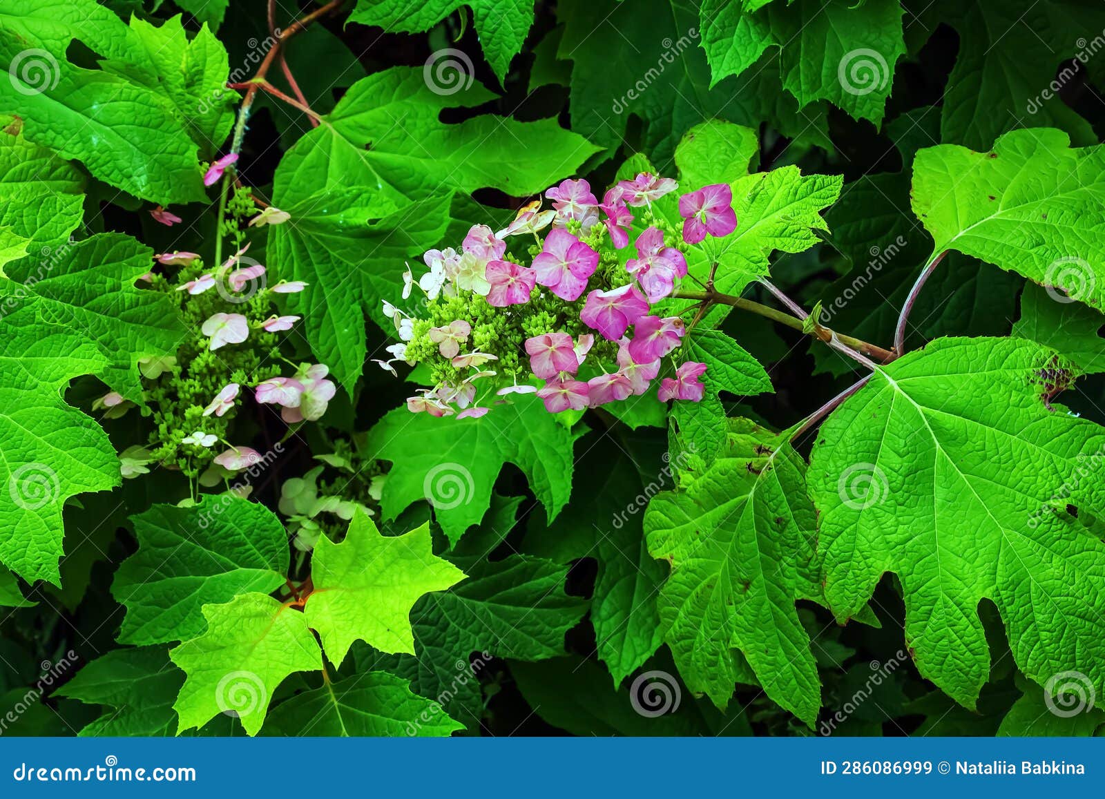 White Lace Cap Hydrangea Quercifolia in Bloom in the Summer Months ...