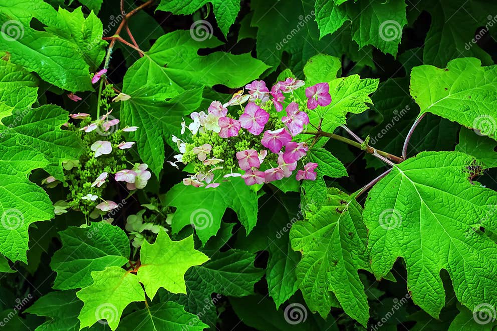 White Lace Cap Hydrangea Quercifolia in Bloom in the Summer Months ...