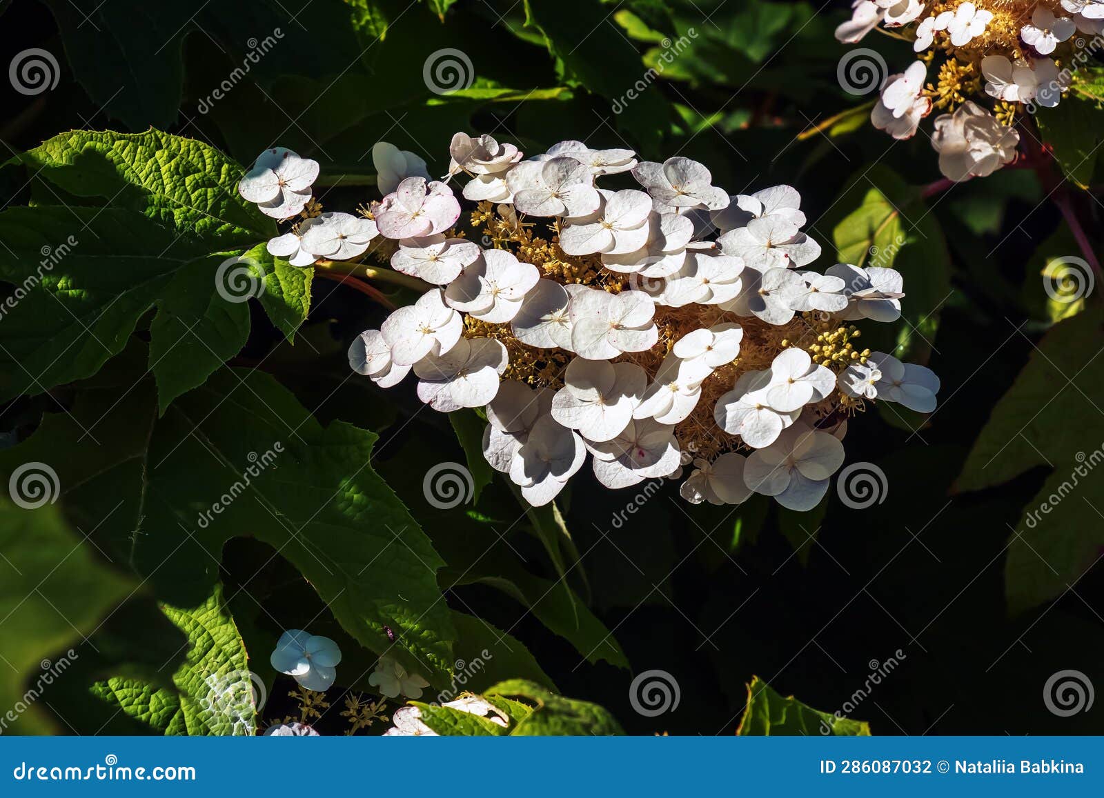 White Lace Cap Hydrangea Quercifolia in Bloom in the Summer Months ...