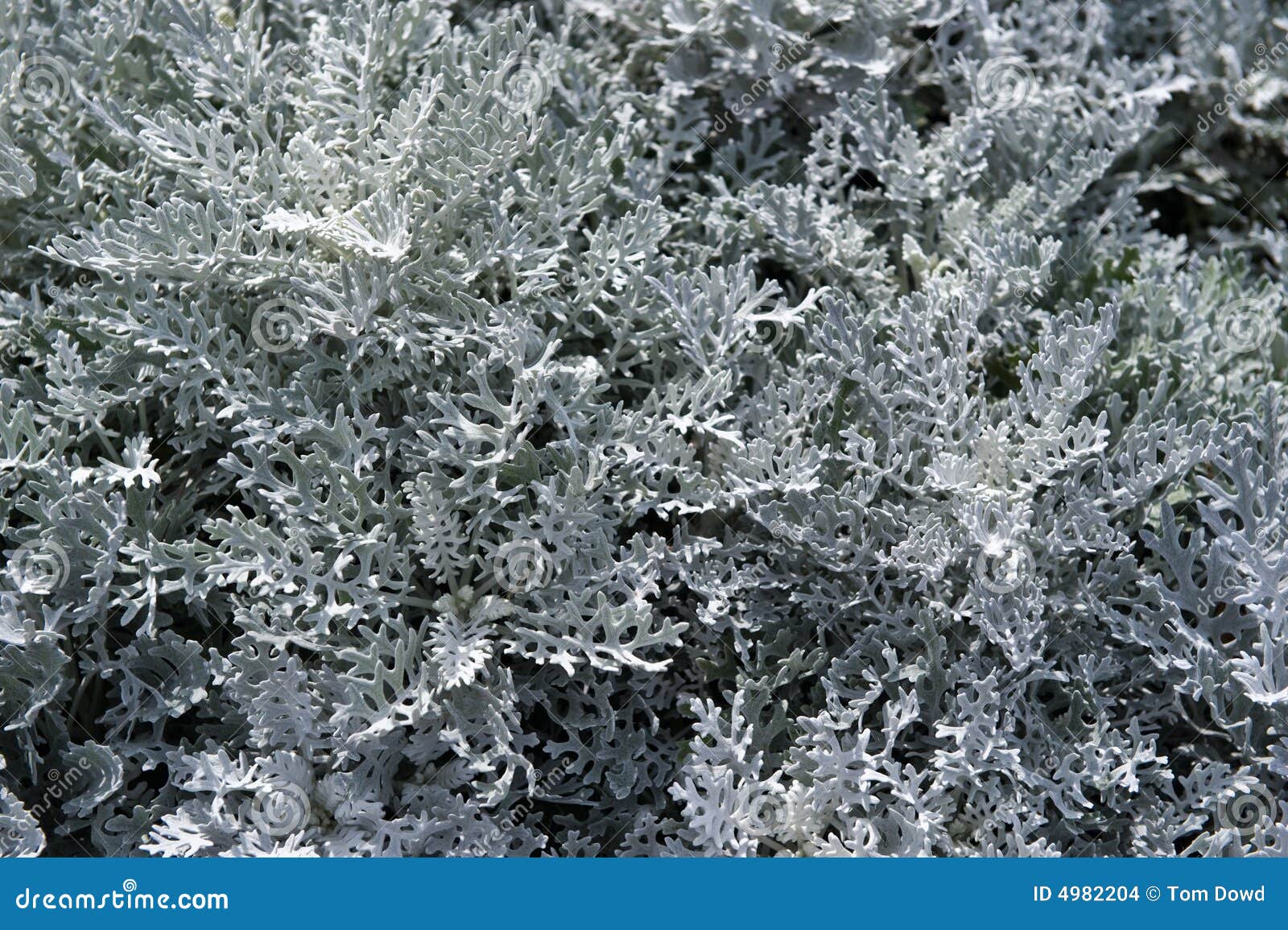 White Lace Fern stock photo. Image of bush, natural, environmental ...