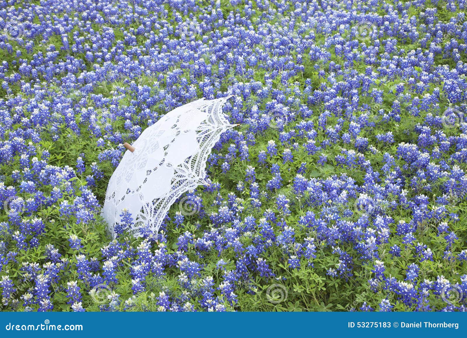 White Lace Parasol in Field of Texas Bluebonnets Stock Image - Image of ...