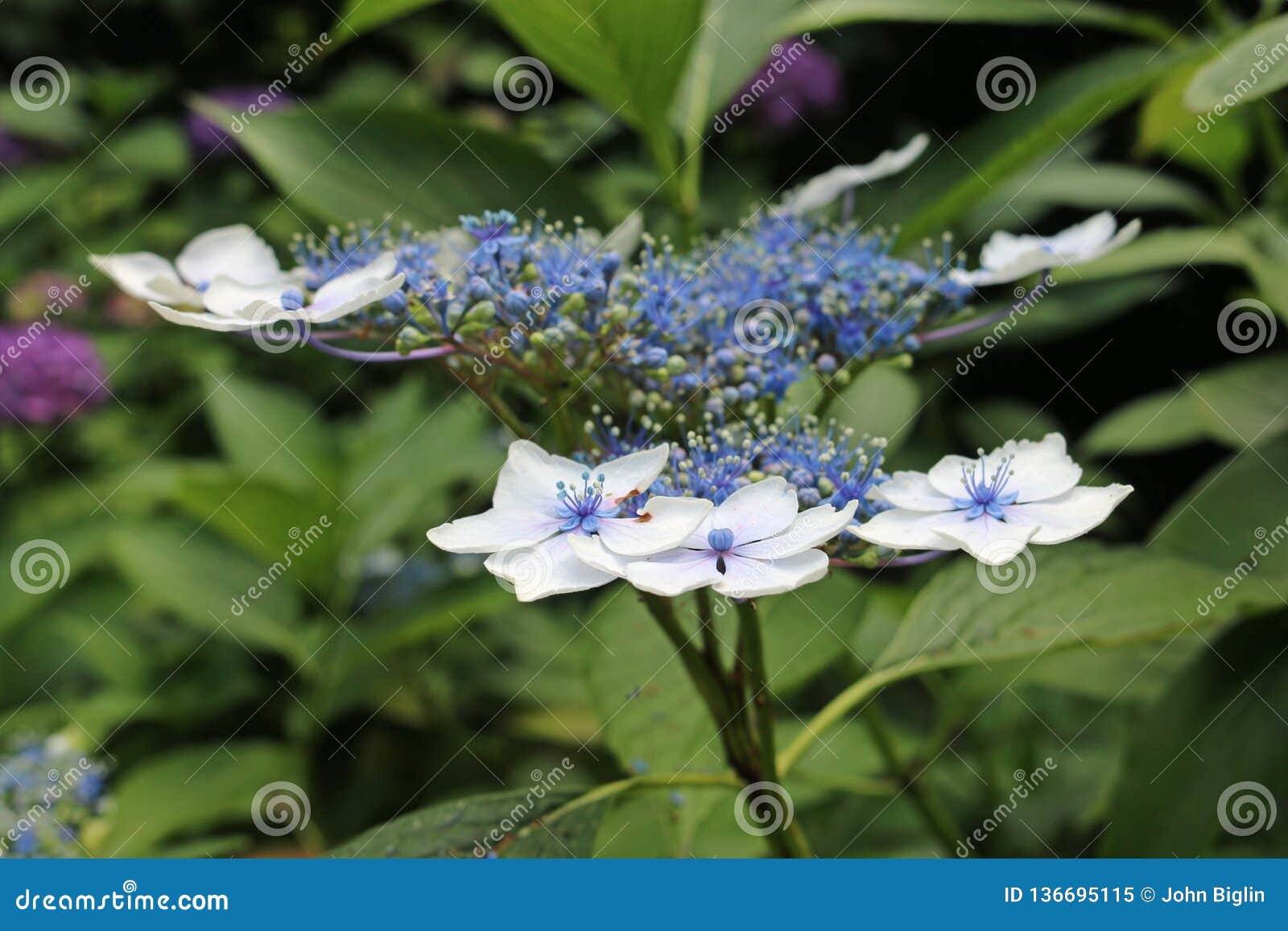 White Lacecap Hydrangea Flowers Stock Image - Image of flower ...