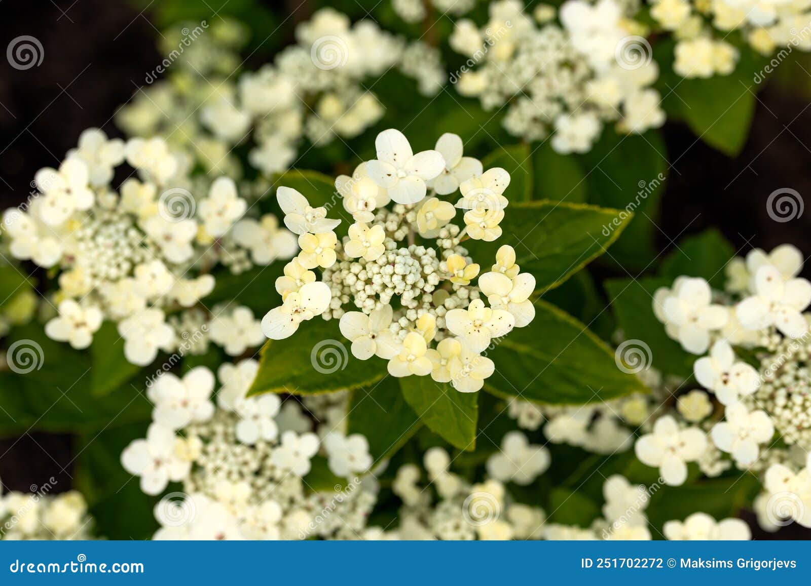 White Lacecap Hydrangea Flowers in Summer Garden Stock Photo - Image of ...