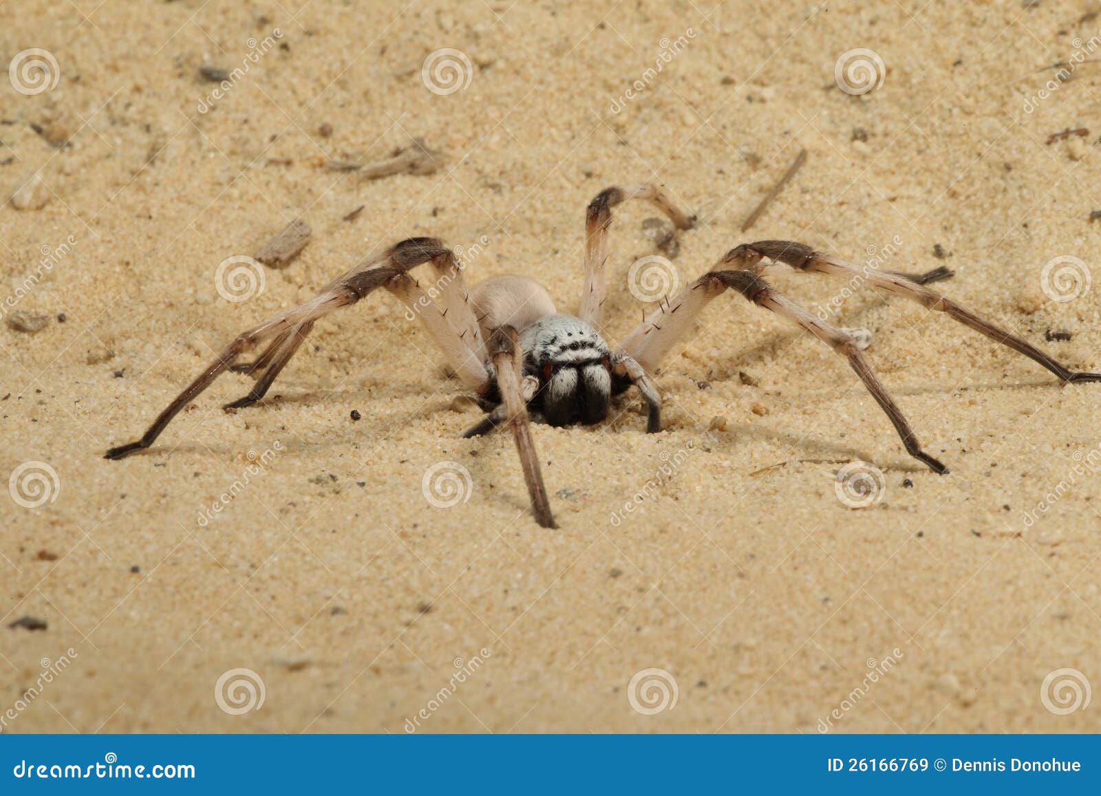Angolan Witch Spider Real
