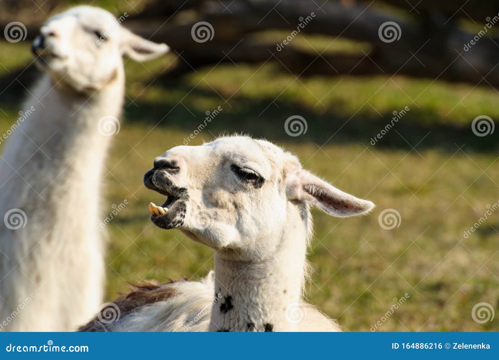 White Lama stock photo. Image of shot, creature, south - 164886216