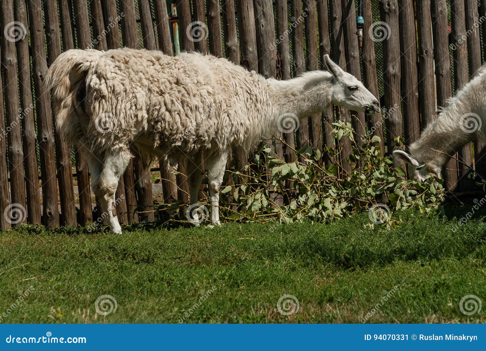 White lama eats stock image. Image of graze, eating, furry - 94070331