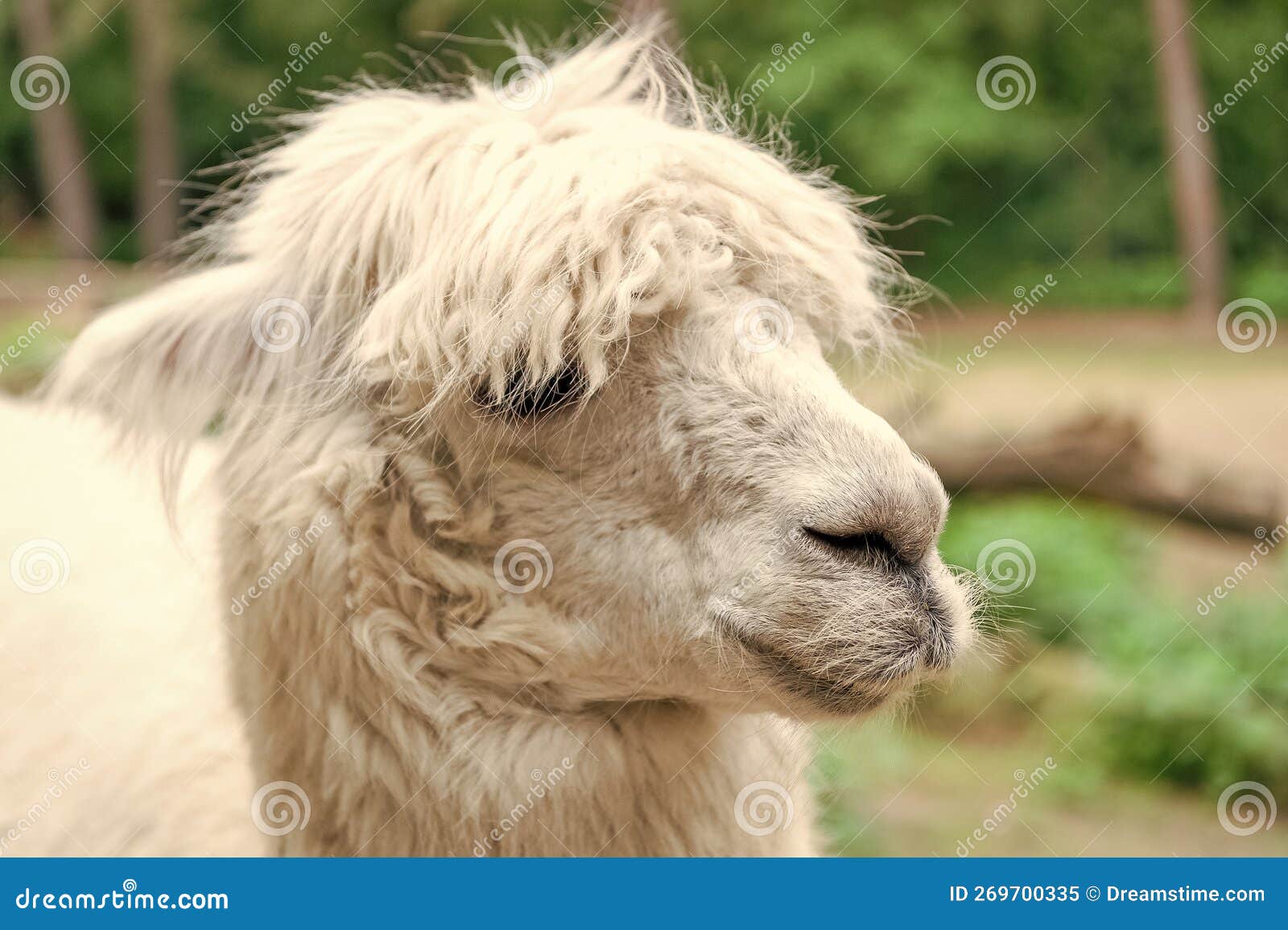 White Lama Glama Muzzle Natural Background Stock Image - Image of ...