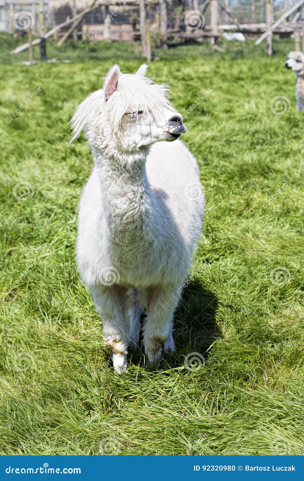 White Lama Grazing on the Grass, Farm Stock Photo - Image of exotic ...