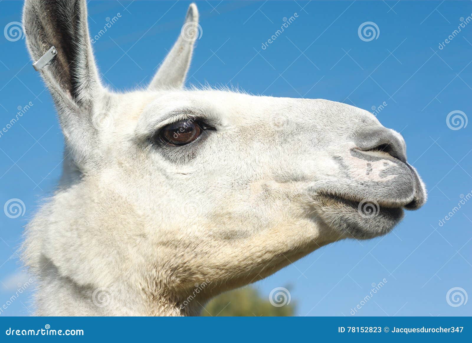 White Lama Head Profile View on Blue Sky Stock Image - Image of closeup ...