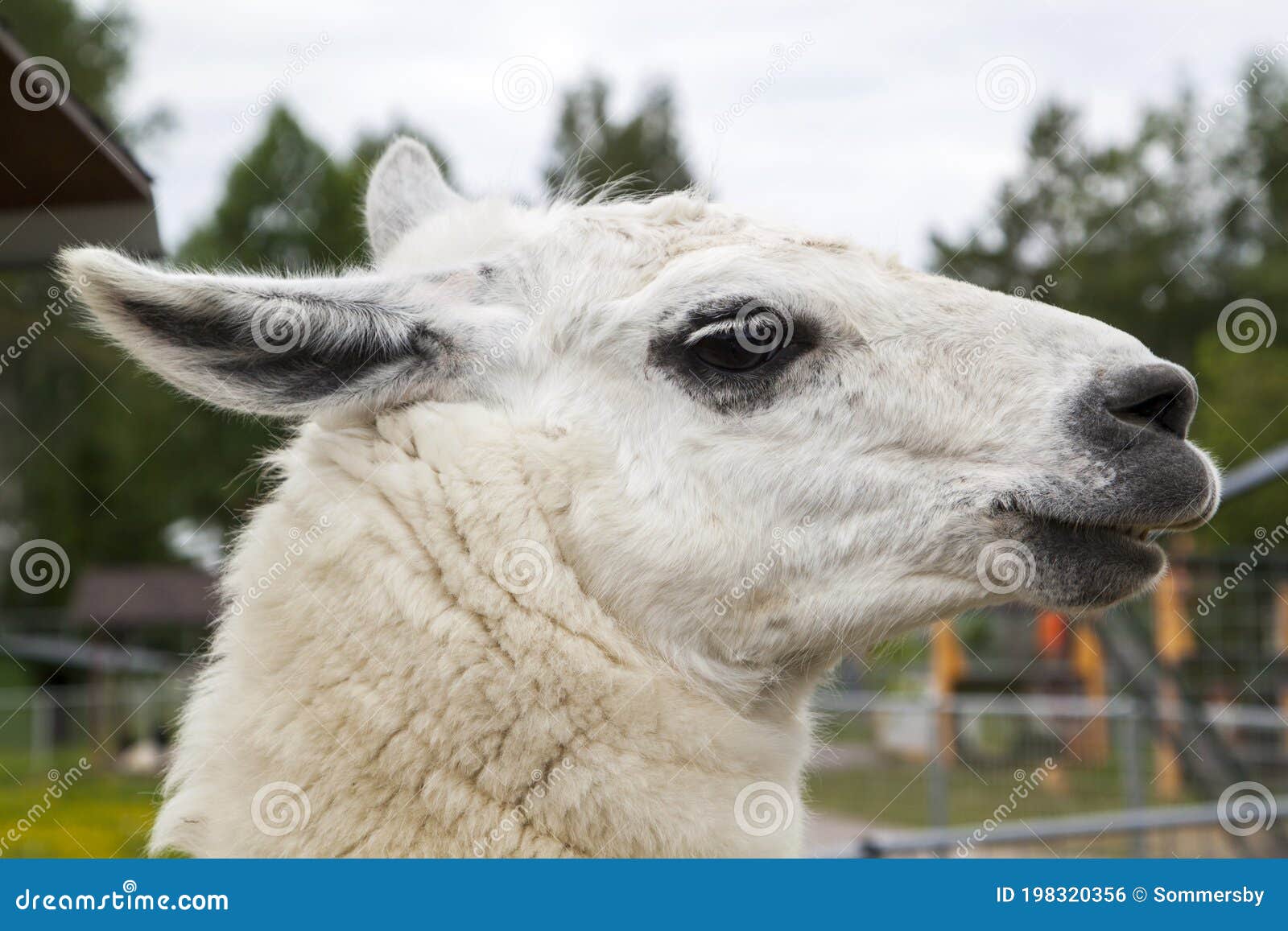 White Lama Looks Askance at the Camera Stock Photo - Image of camel ...