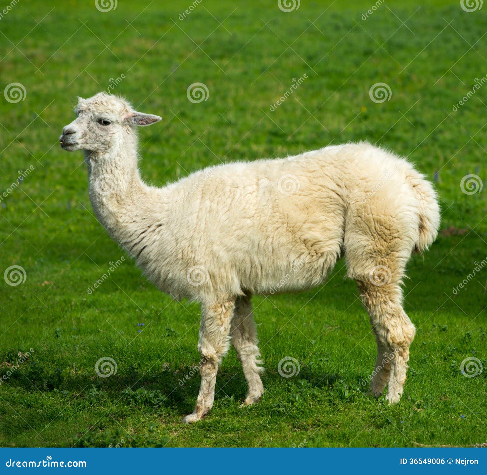 White lama stock photo. Image of detail, head, green - 36549006