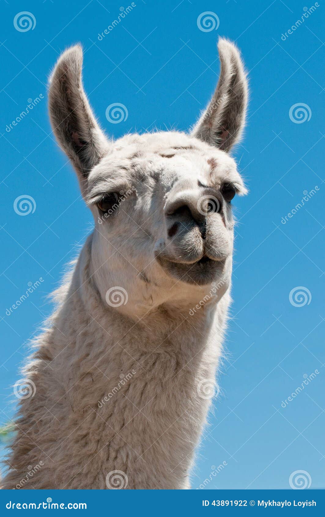 White lama stock photo. Image of outdoor, blue, agriculture - 43891922