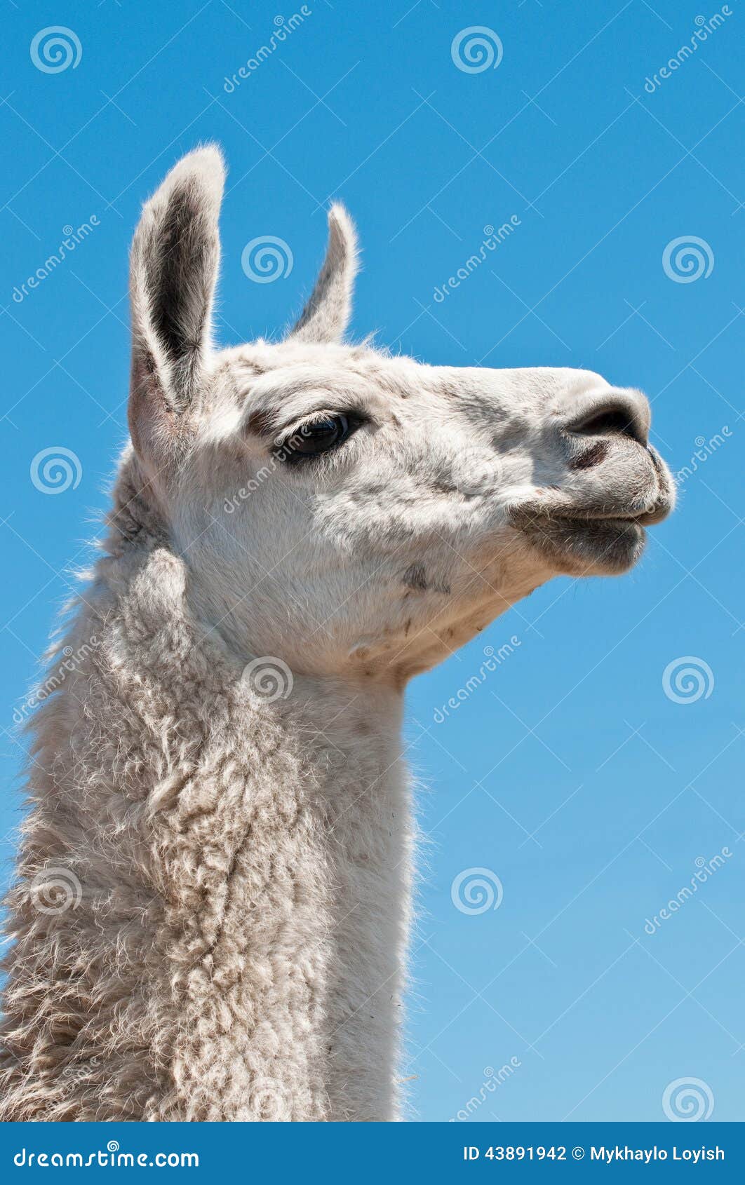 White lama stock photo. Image of fleece, camel, cultivation - 43891942