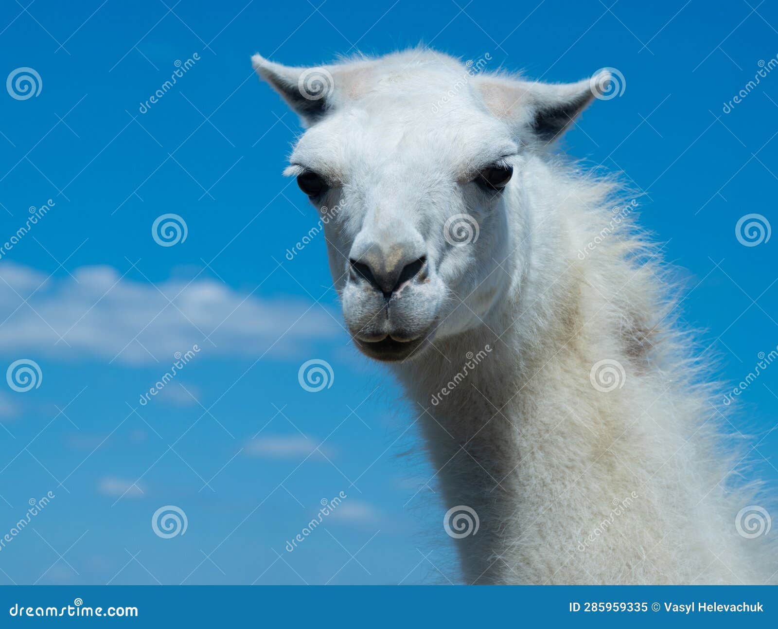 White Lama Portrait on Blue Sky Stock Image - Image of portrait, mammal ...